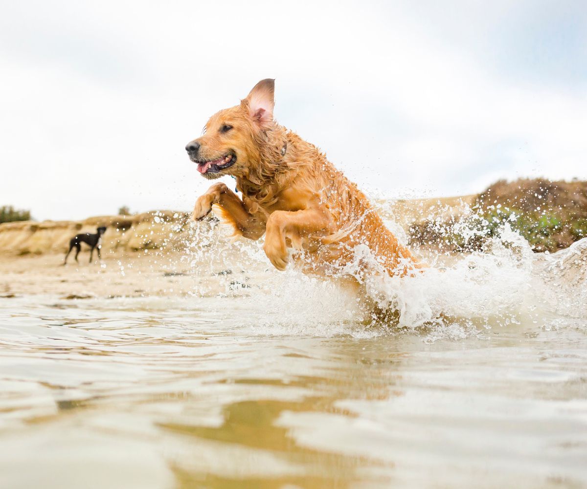 Pride Pawsitivity: Fun Ways to Make Pride Month Memories with Your Dog ...