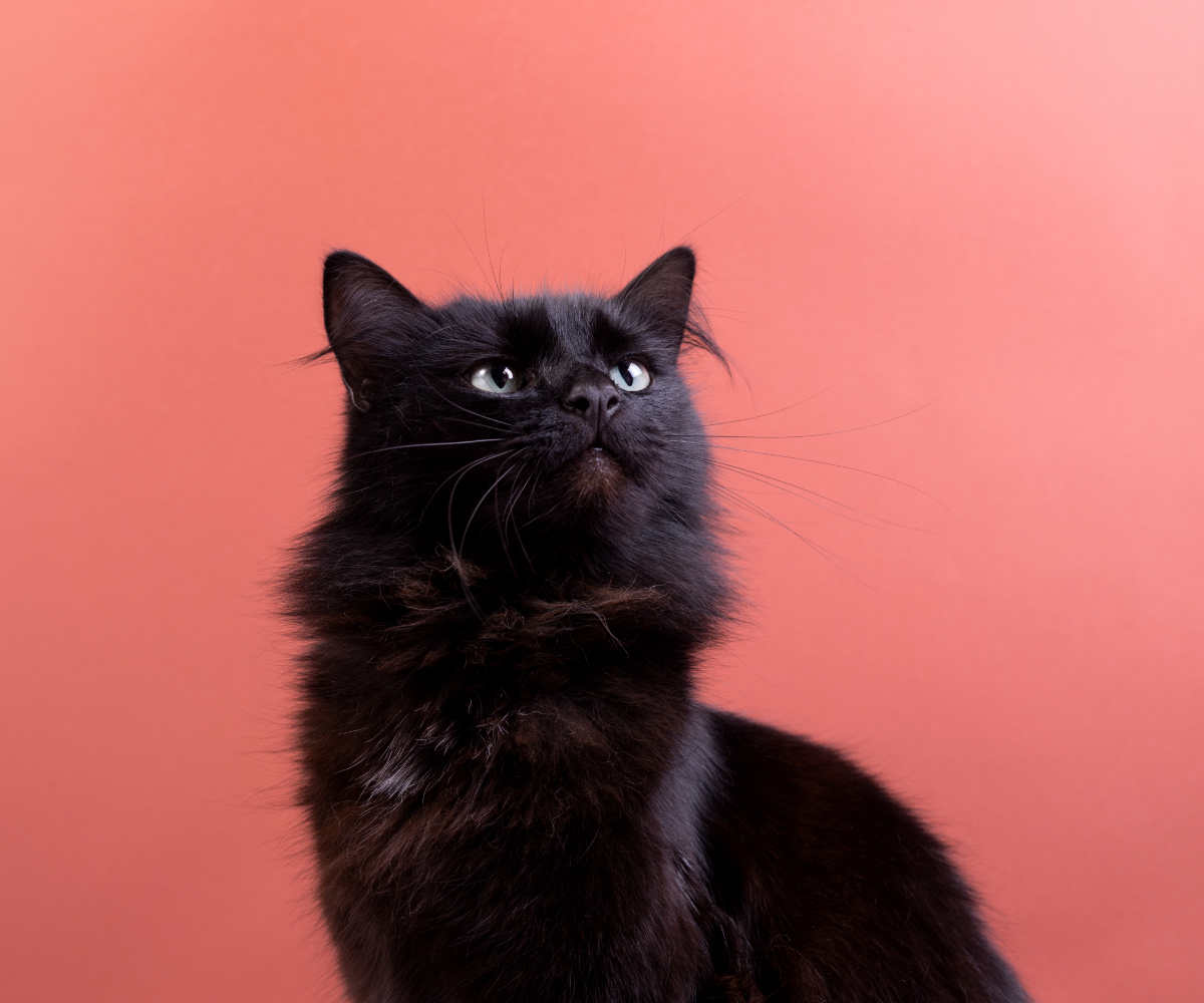 Black Cat Names: 40 Ideas That Are Simply Meowgical! – Inkopious
