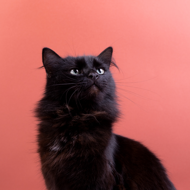 National Black Cat Day: Dispelling the Myths & Superstitions – Inkopious