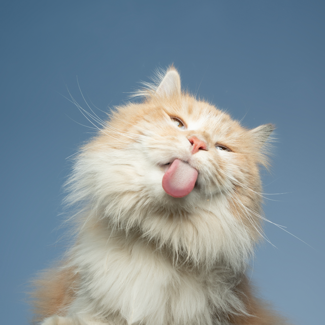 White Cat Names: 30 Purrfectly Pawsome Options – Inkopious