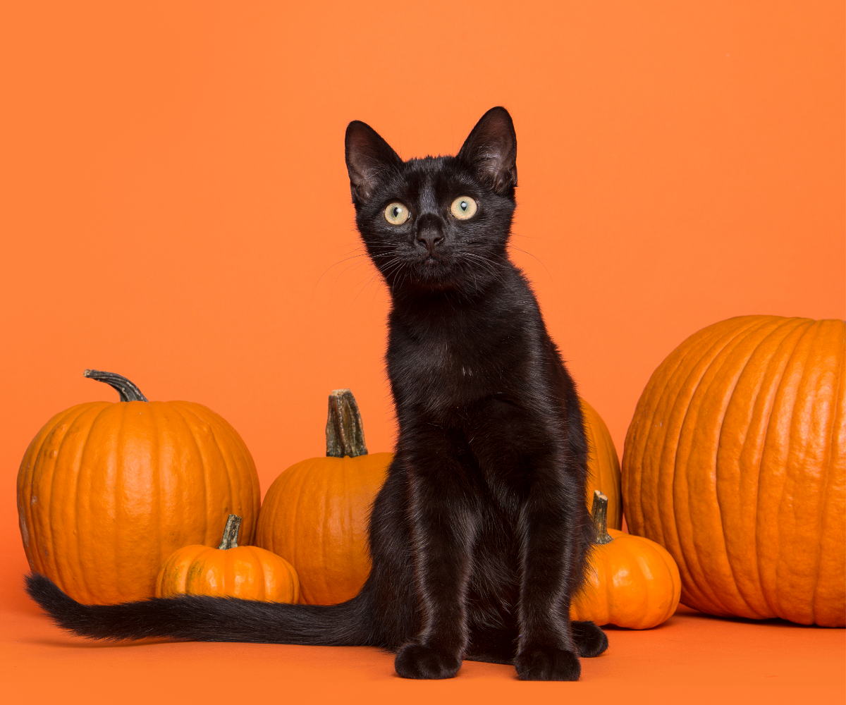 Halloween Cat Names: 30 Spookily Fun Name Ideas – Inkopious