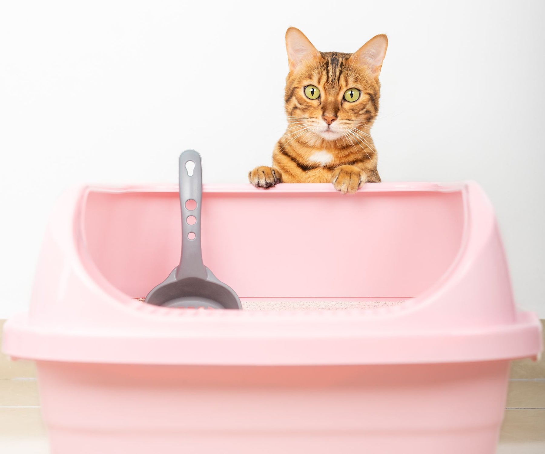 Do Cats Have a Good Sense of Smell? - Inkopious