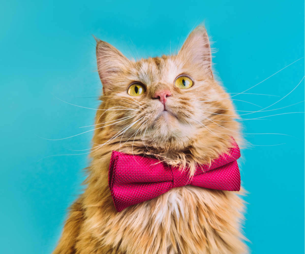 Celebrating Caturday: The Most Purrfect Day of the Week! – Inkopious