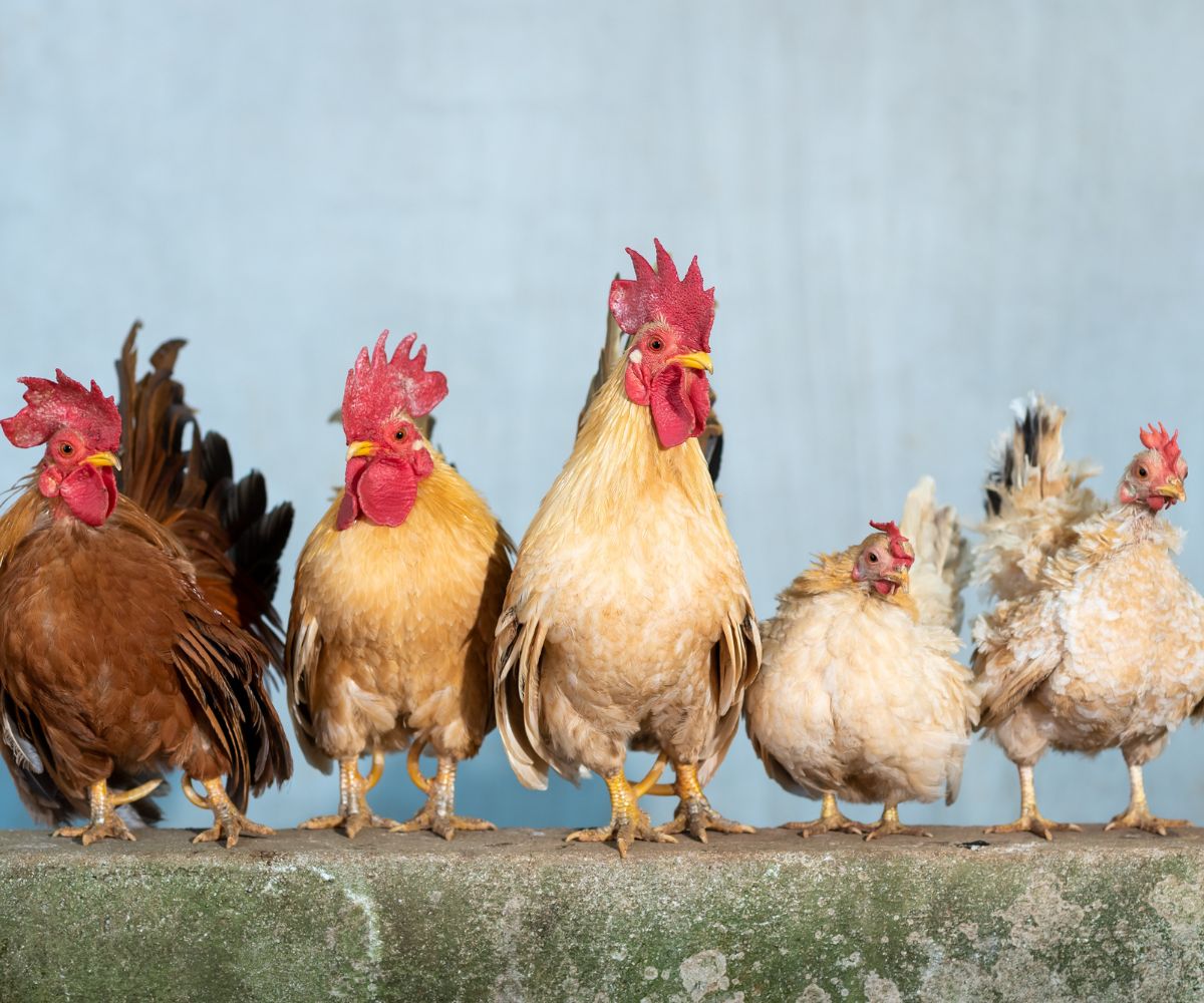 Eggs-traordinary Chicken Fun Facts We Bet You Didn’t Know! – Inkopious