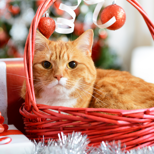 Halloween Cat Puns and Captions That Are Purr-fectly Spooky – Inkopious