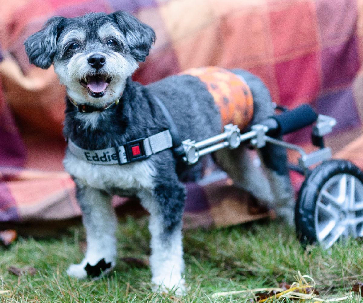 How to Create a Dog-Friendly Backyard for Your Pup - Inkopious