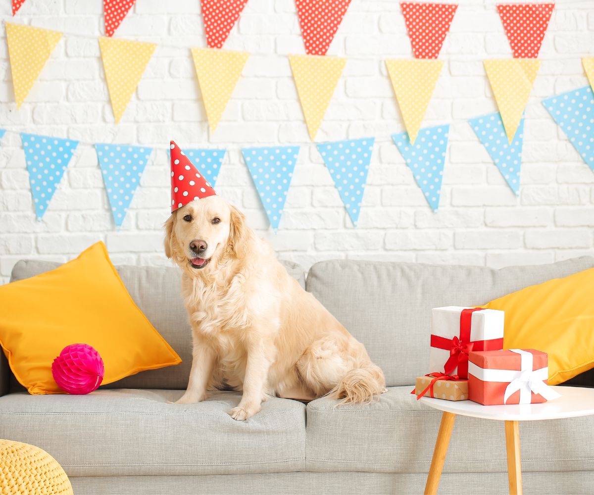 National Dog Party Day: Fun Ideas for Throwing a Dog Party – Inkopious
