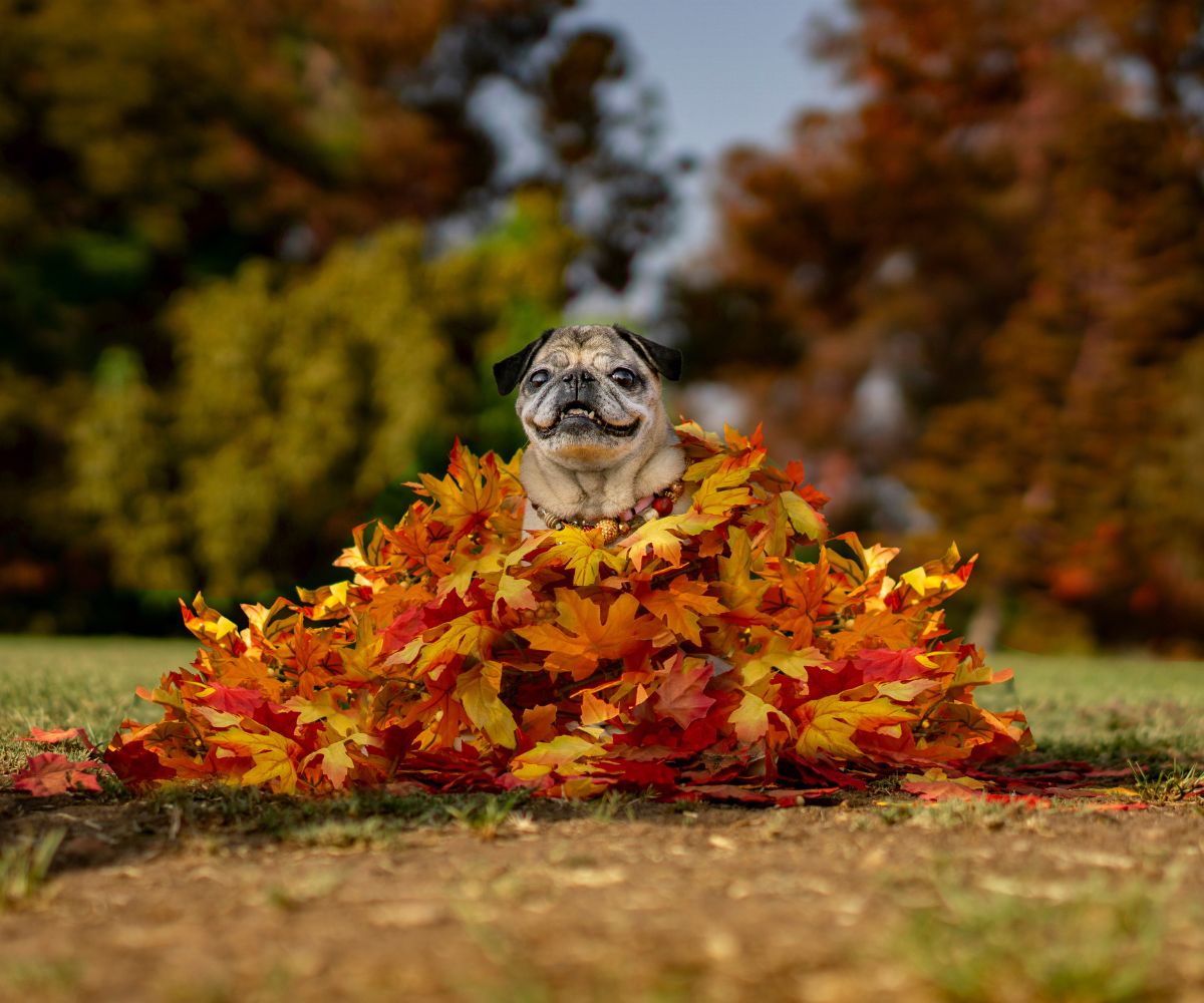 Fall Dog Names: 25 Fun Autumn-Inspired Ideas – Inkopious
