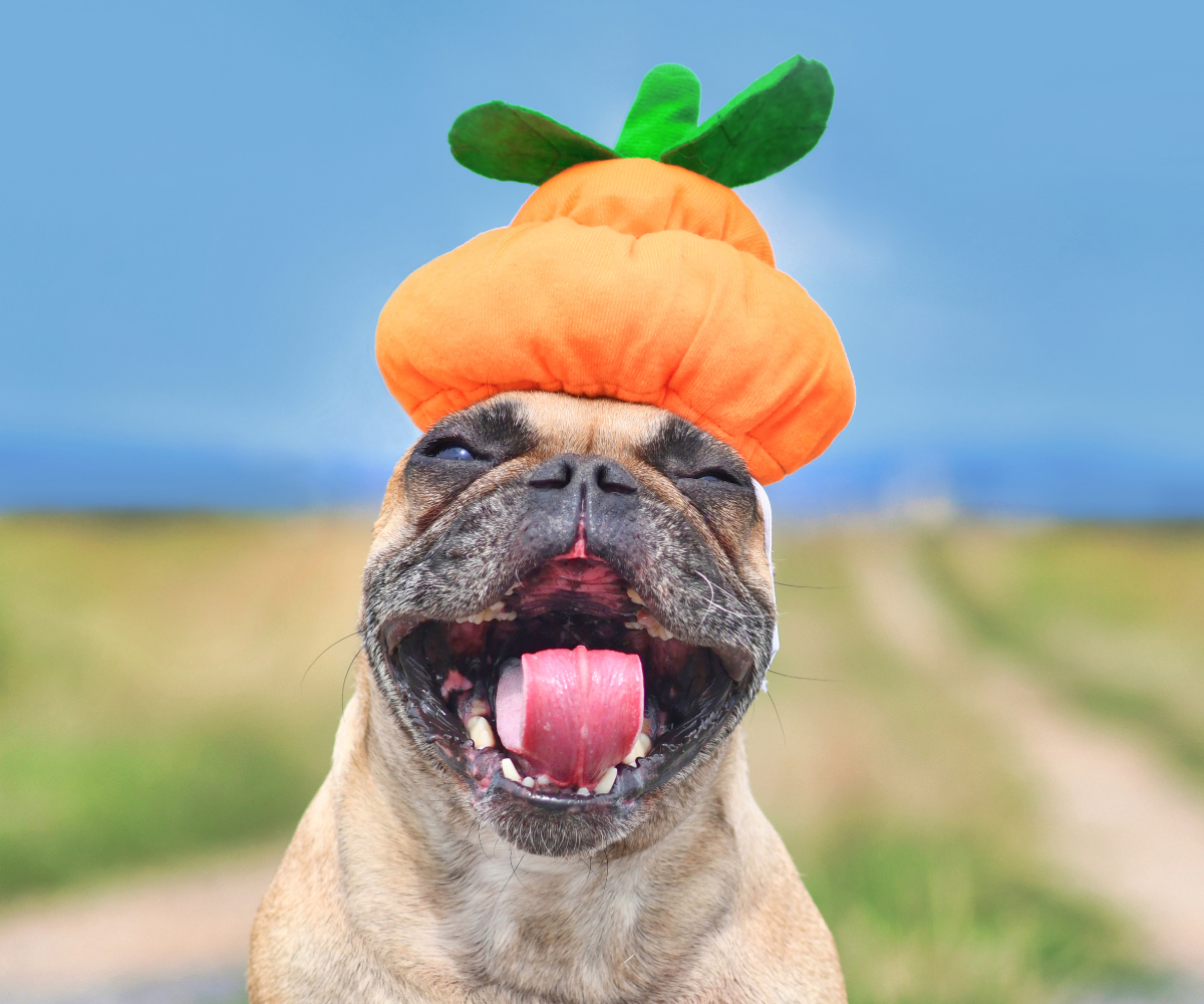Thanksgiving Dog Puns & Captions To Feast Your Eyes On! – Inkopious