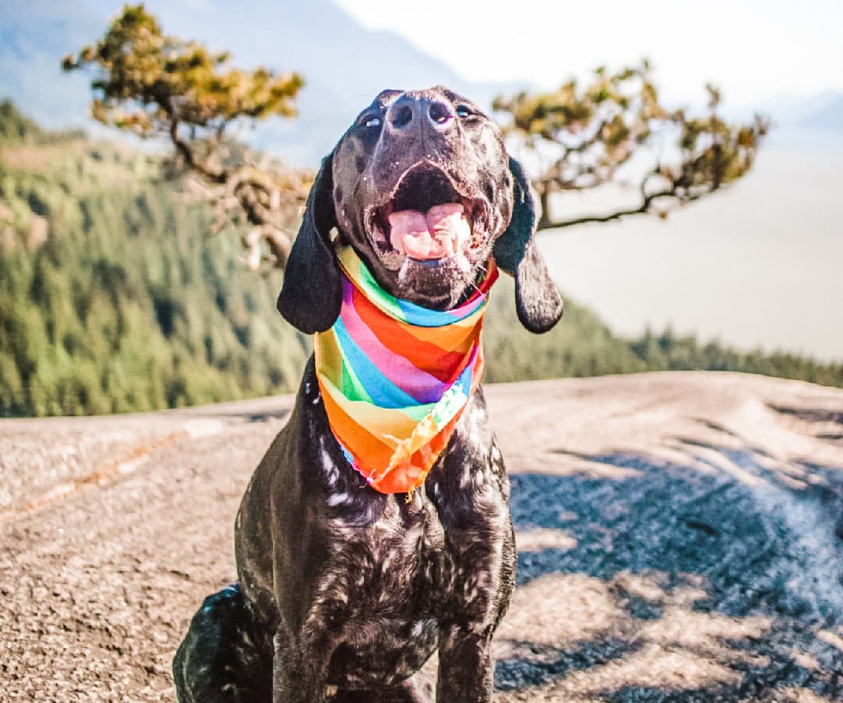 Pride Pawsitivity: Fun Ways to Make Pride Month Memories with Your Dog ...