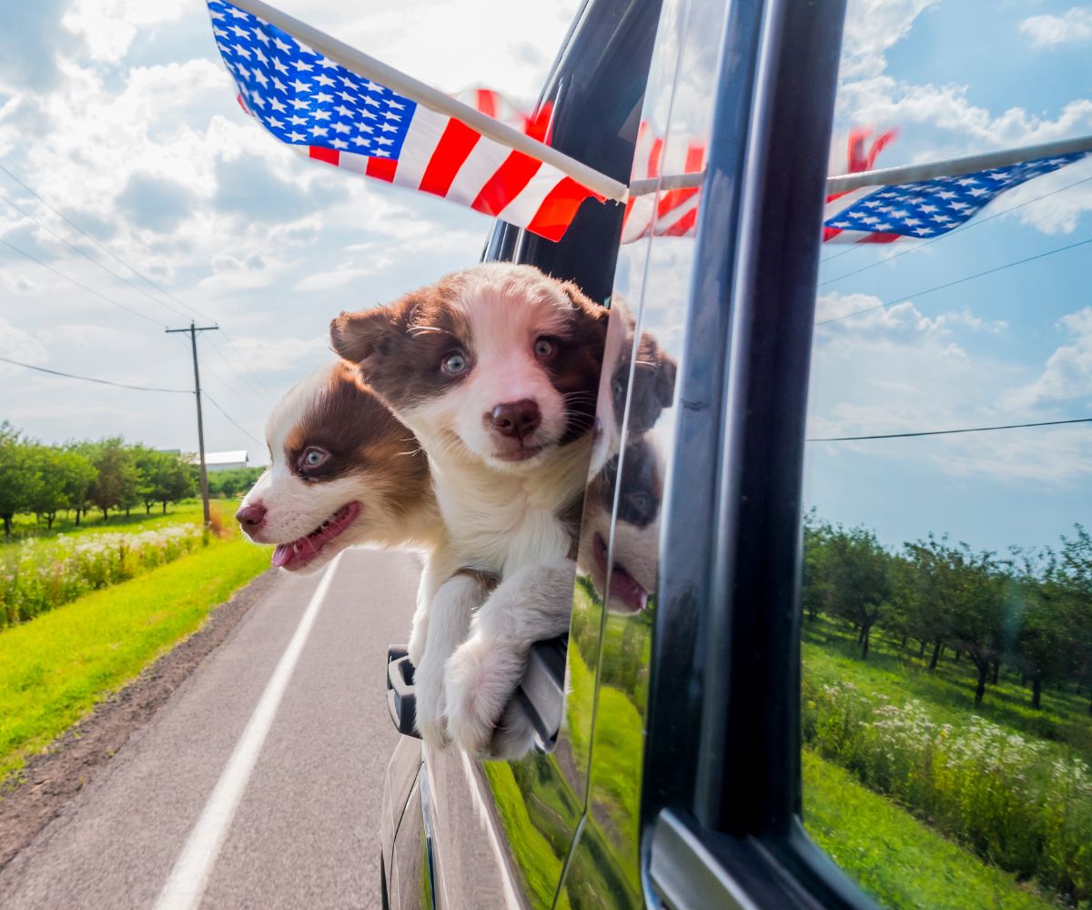 Bark Out Loud With These 4th of July Dog Puns and Captions! – Inkopious