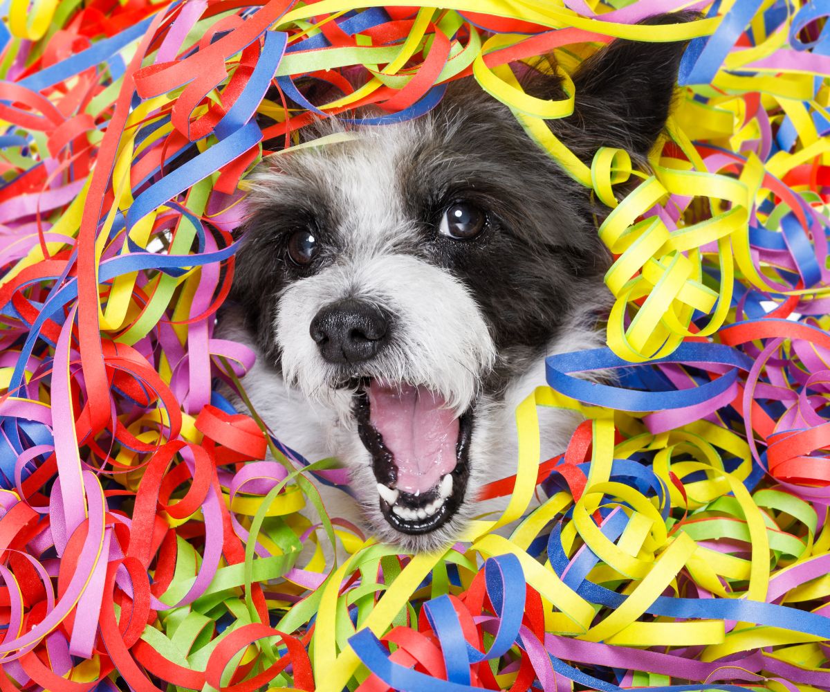 Dogust 1st: the Universal Birthday for Shelter Dogs – Inkopious