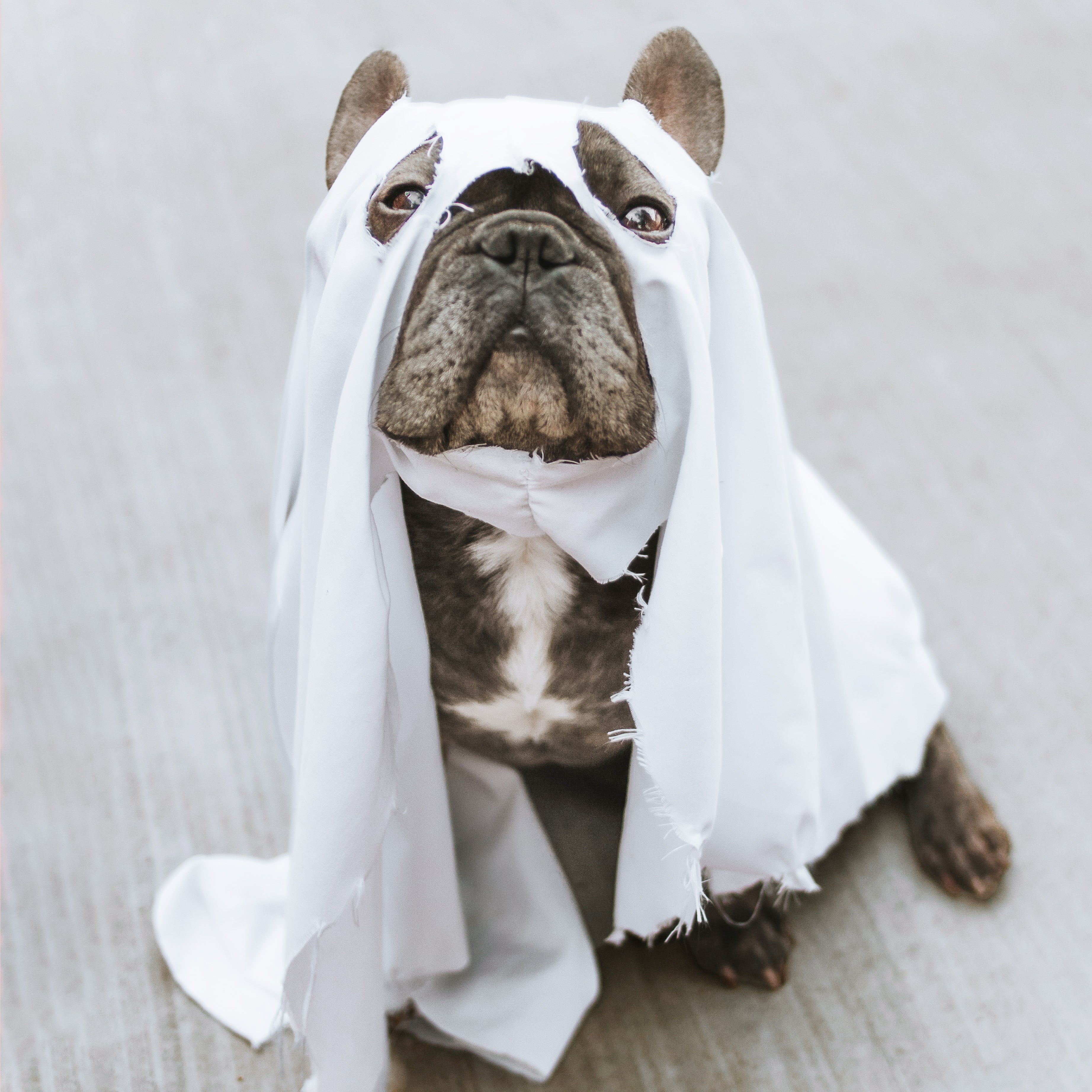 Legend Of The Ghost Dog