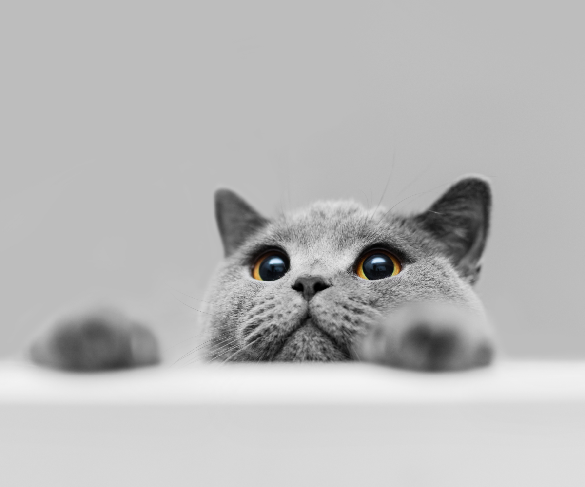 Grey Cat Names: 25 Clawsome Silver Cat Naming Ideas – Inkopious