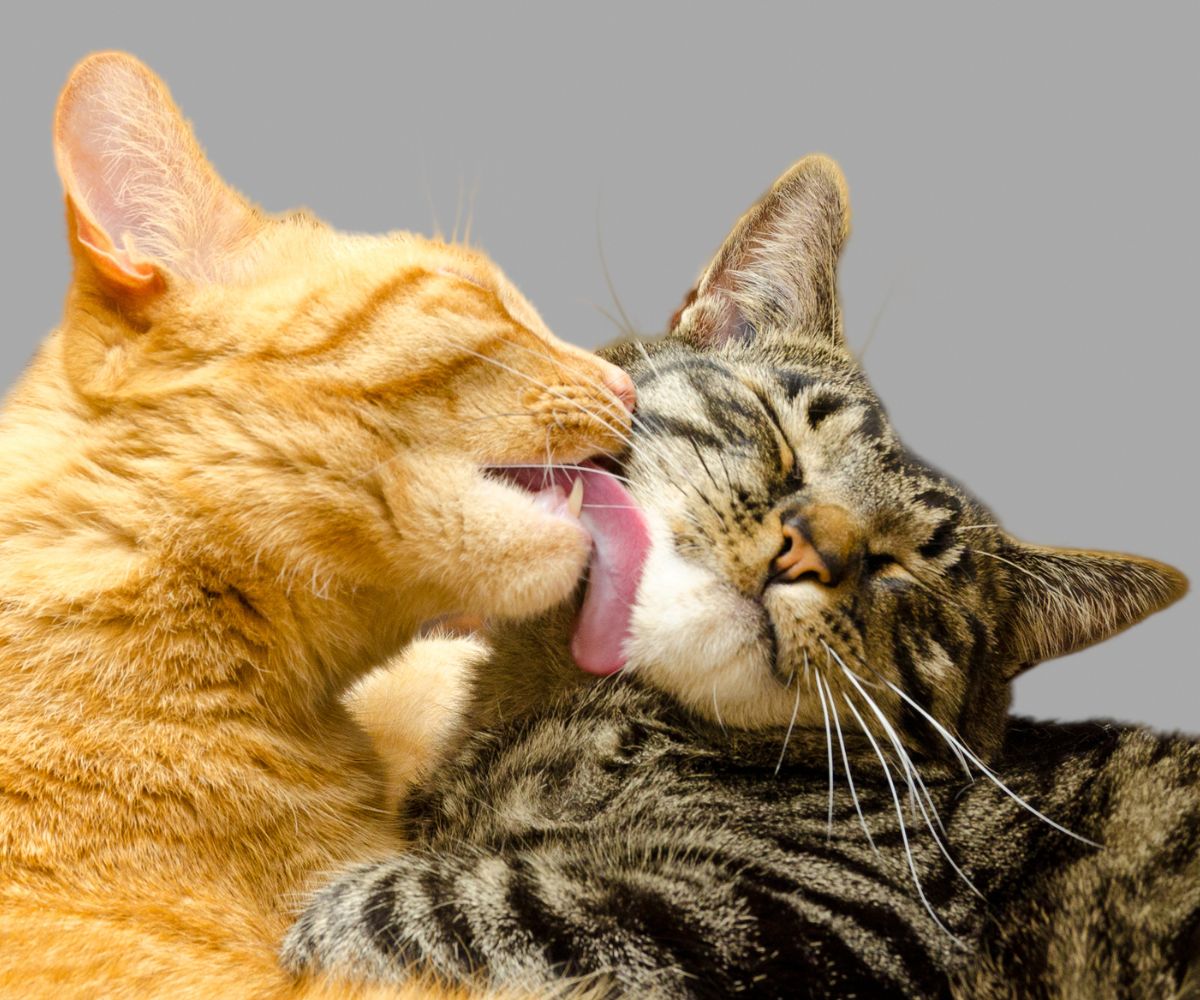 International Cat Day: Celebrating Our Feline Friends – Inkopious