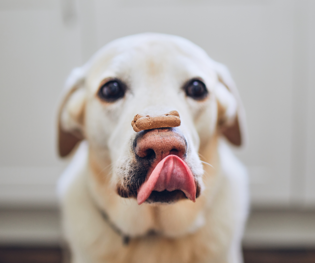 Celebrating International Dog Biscuit Appreciation Day – Inkopious