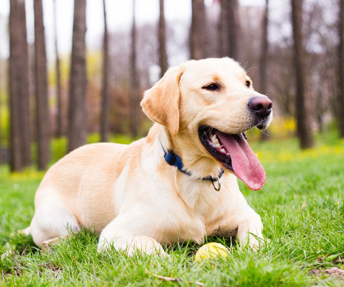 Labrador Retrievers: Everything You Need to Know – Inkopious