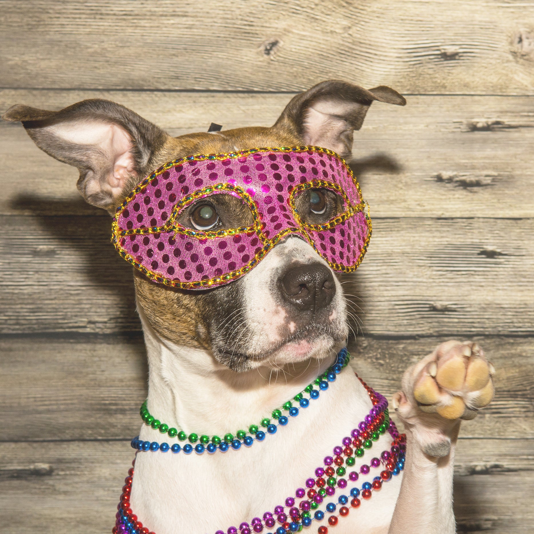 8 Fun Ways to Celebrate Mardi Gras with Your Dog – Inkopious