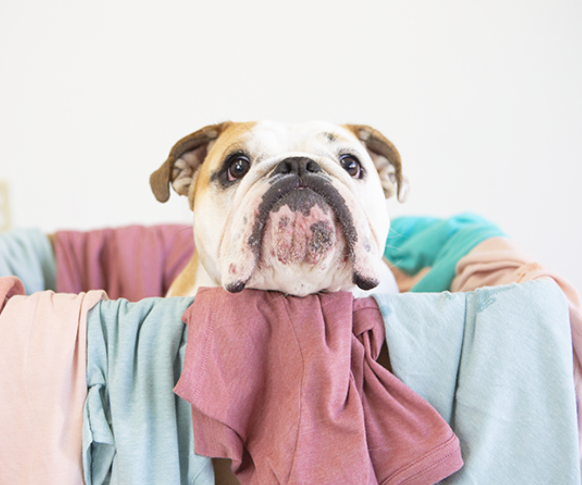 Celebrating National Bulldogs are Beautiful Day – Inkopious