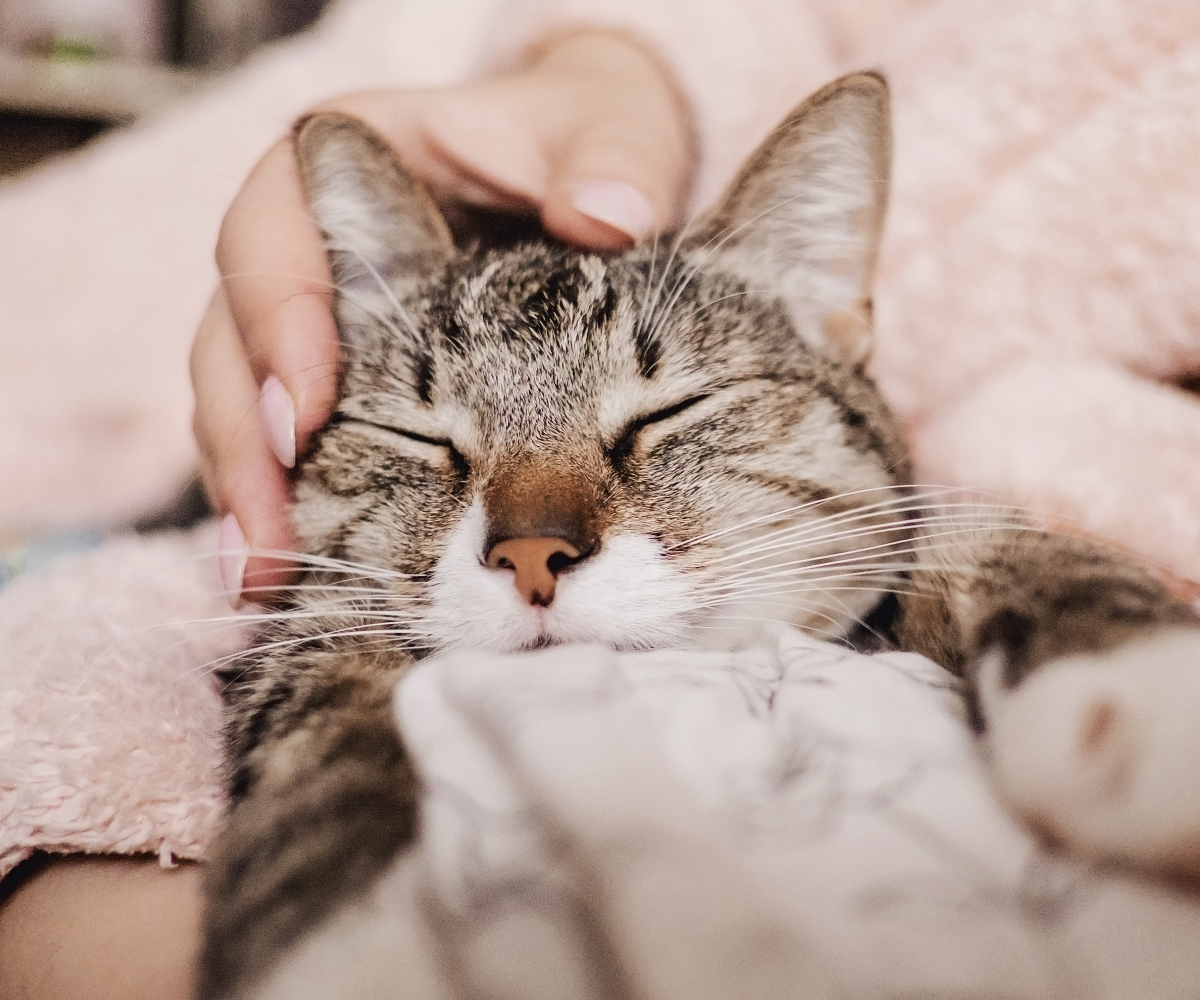 National Cat Health Month: Caring For Our Feline Friends – Inkopious