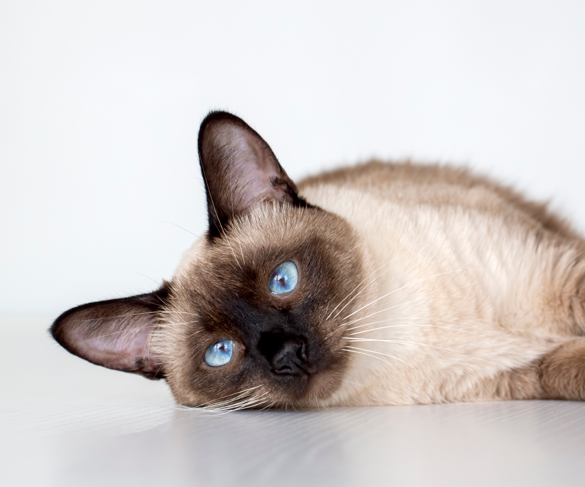 Celebrating National Siamese Cat Day – Inkopious