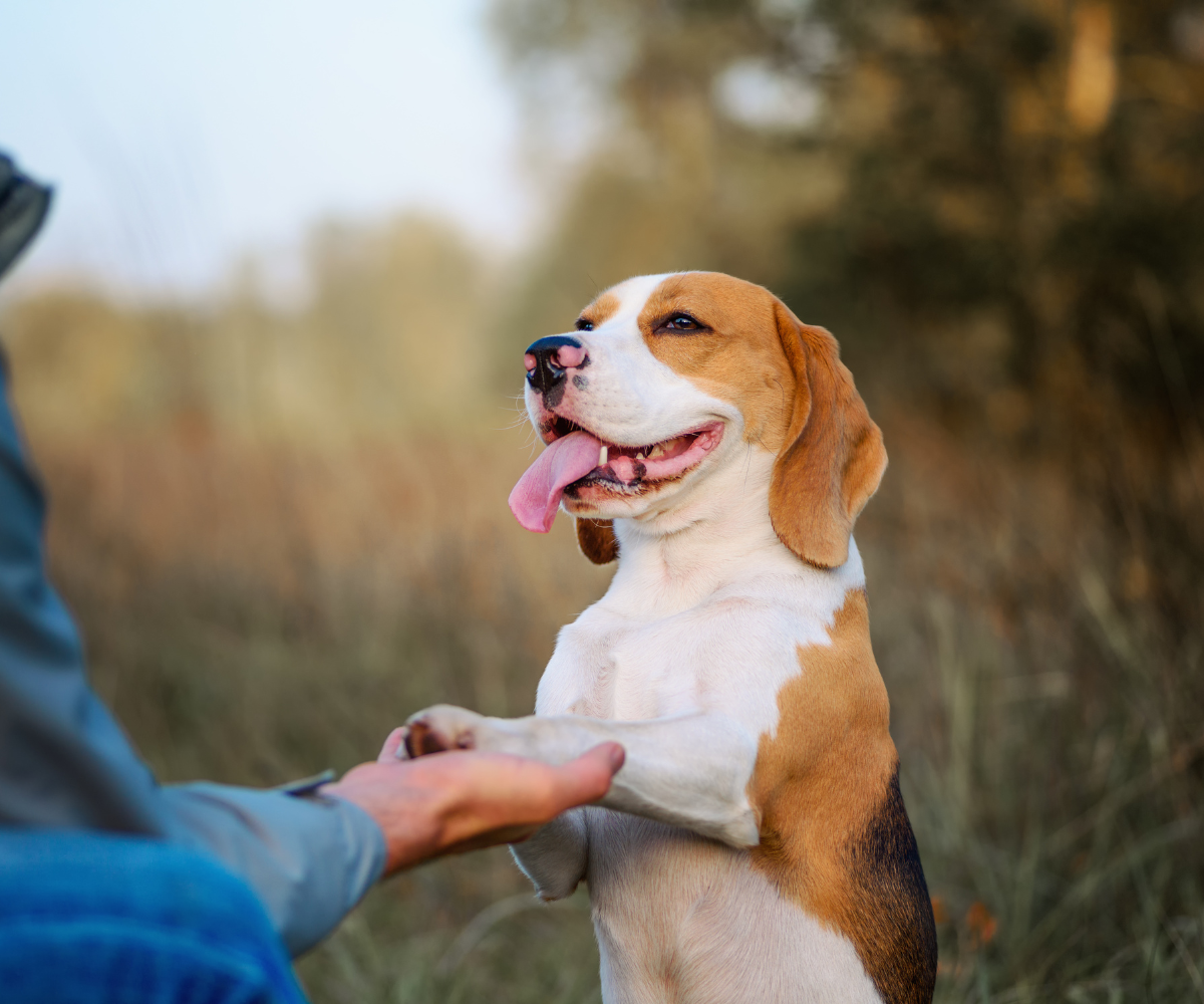 Celebrating National Train Your Dog Month – Inkopious