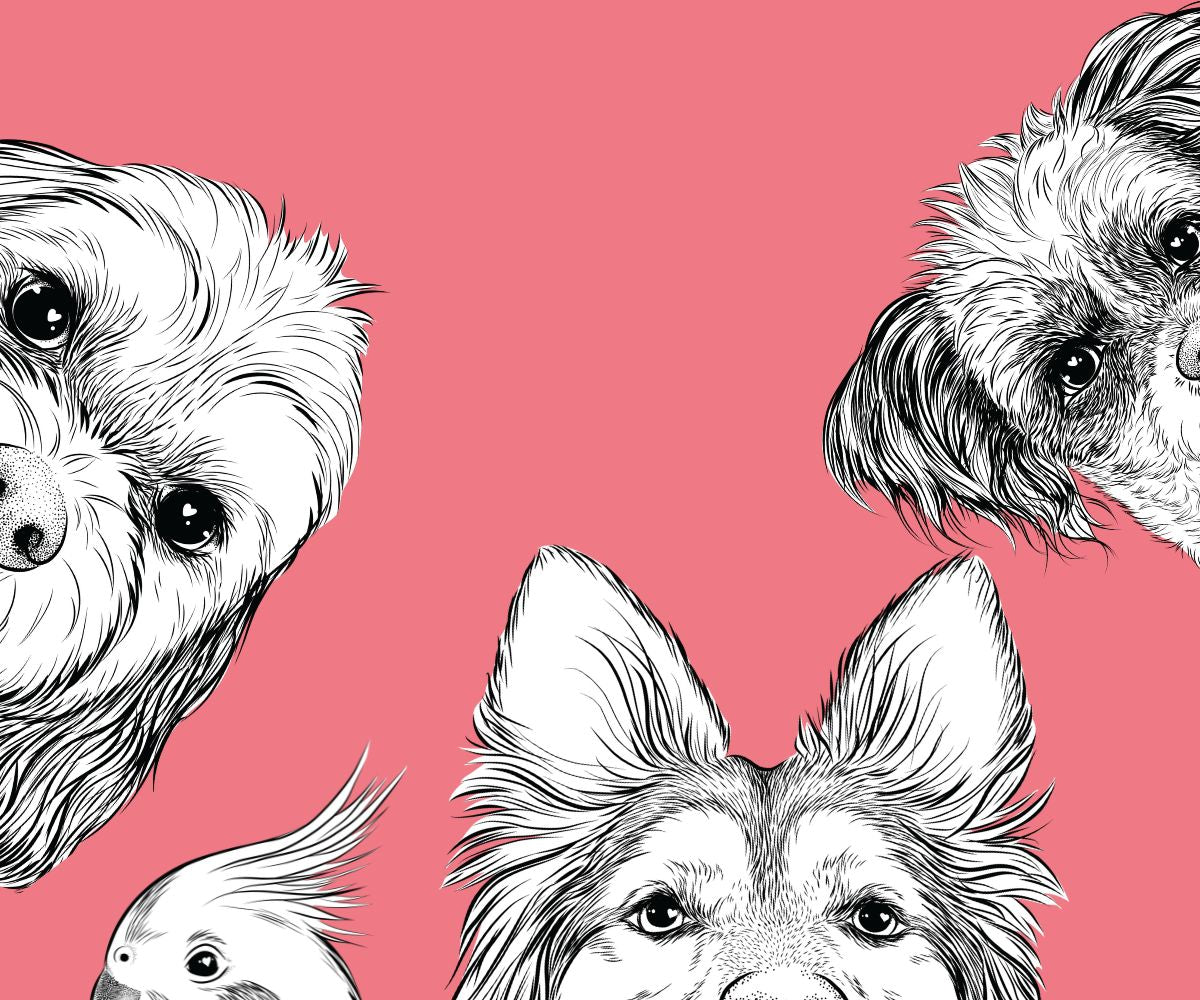 August 2022 Pet Model Contest Winners – Inkopious