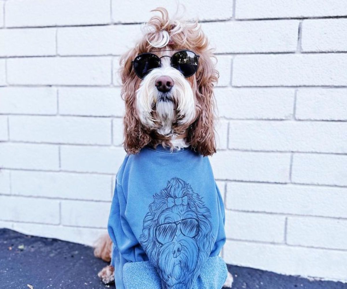 Summer Dog Names: 20 Fun Ideas For Naming a Summer Pup – Inkopious