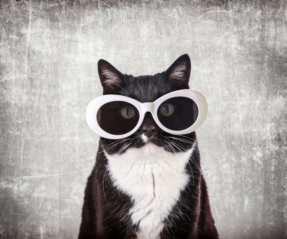 Top 10 Pets That Aren’t Cats or Dogs - Inkopious