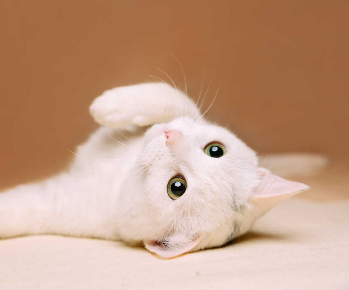 White Cat Names: 30 Purrfectly Pawsome Options – Inkopious