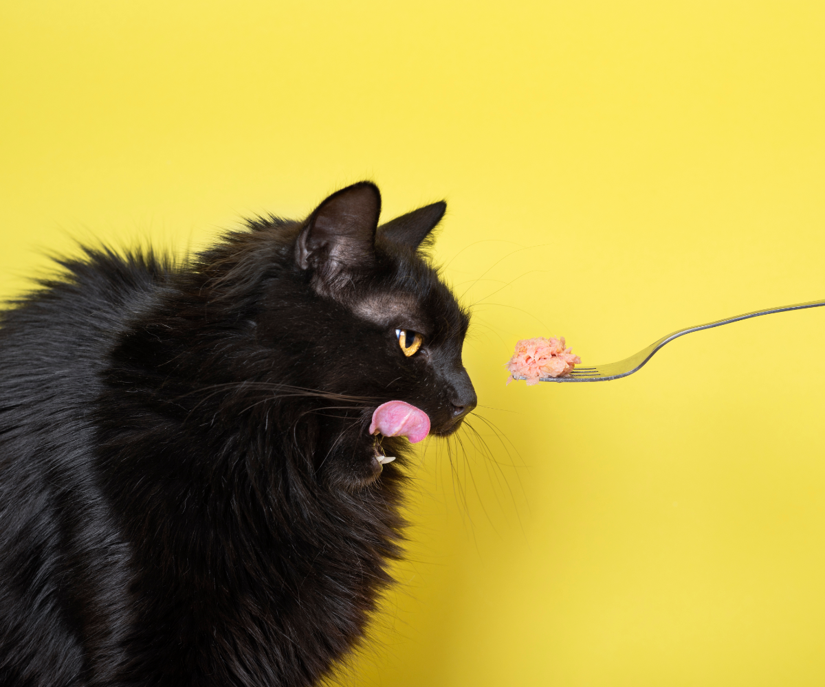 Why Do Cats Love Tuna? – Inkopious